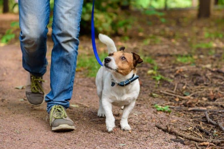 Dog Walking Etiquette 101 | Bowman Veterinary Hospital
