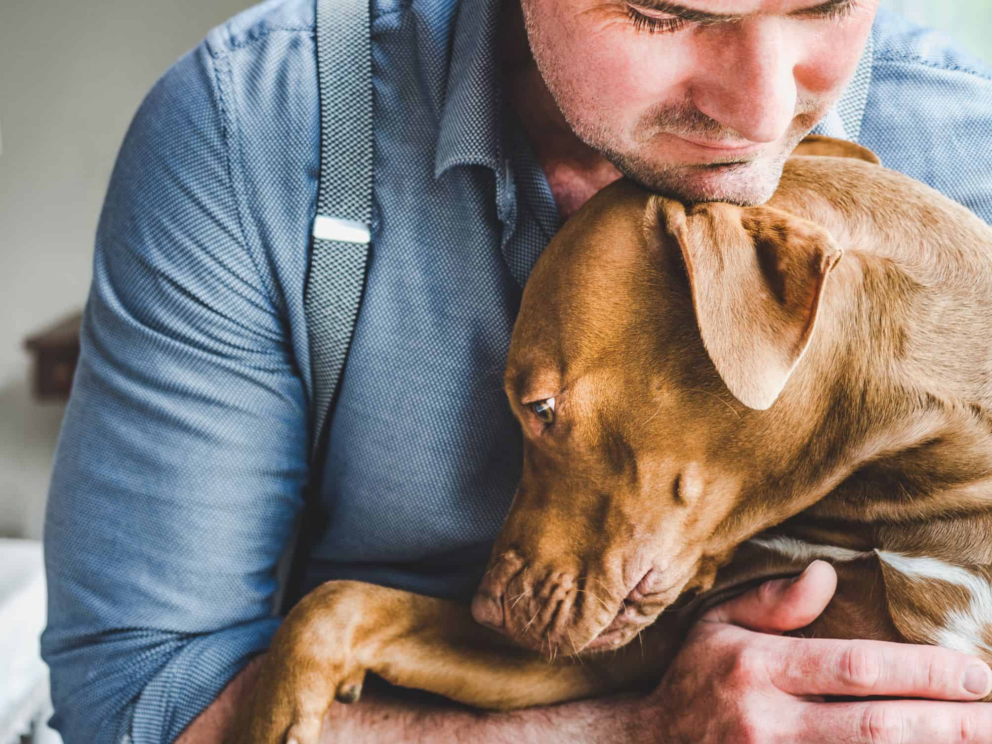 What Are The Chances Of My Dog Getting Testicular Cancer