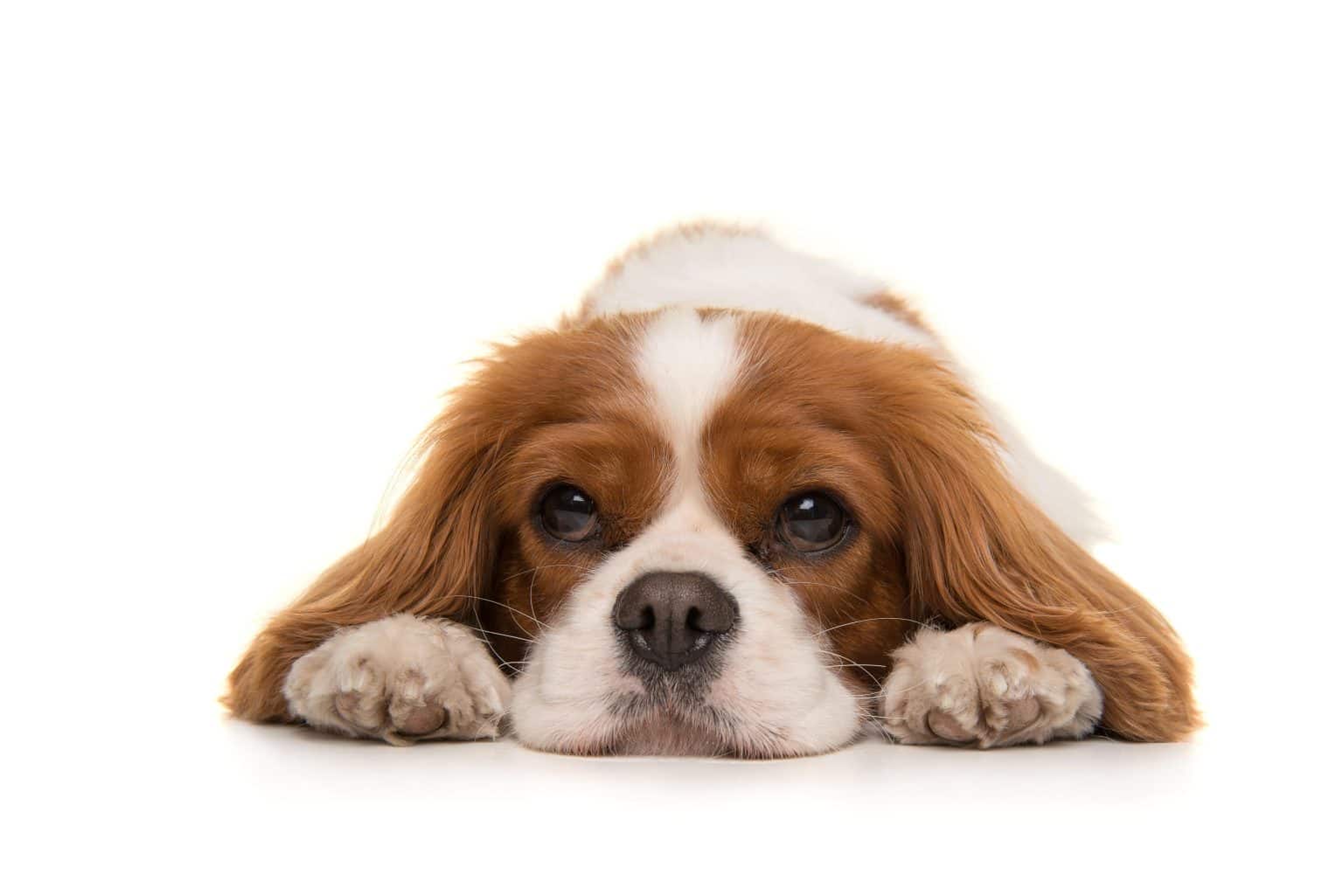 Why Is My Dog Whining So Much? | Bowman Veterinary Hospital | Bowman ...