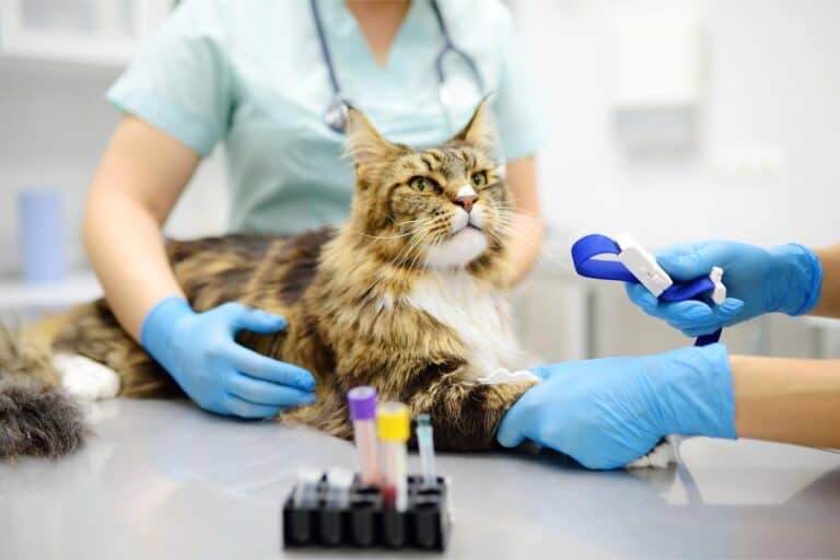 How Blood Tests Can Help Detect Hidden Health Issues in Pets | Bowman ...
